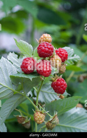 branch of ripe and unripe raspberries with leaves isolated Stock Photo ...