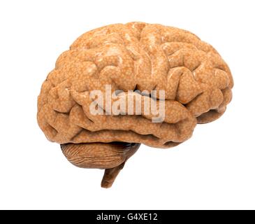 On a white background, a model of the brain and microcircuits Stock ...