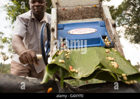 A farmer operates a mechanized coffee cherry pulper at a processing ...