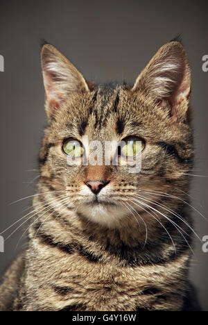 Vertical head portrait of a beautiful proud purebred female cat on ...