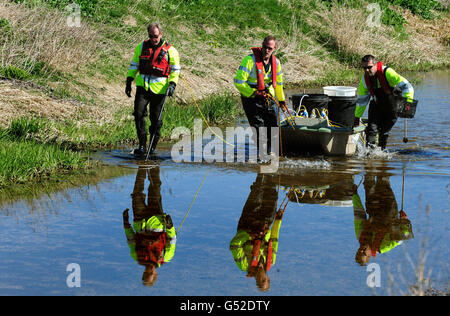 Environment Agency Fisheries officers fishing with electrical fishing ...