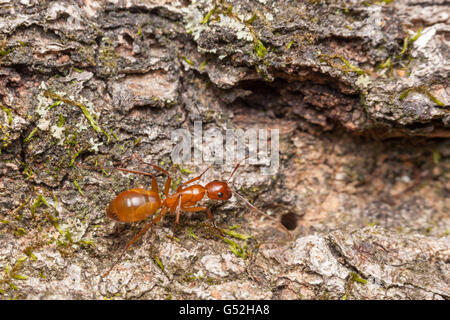 Chestnut Carpenter Ant (Camponotus castaneus Stock Photo - Alamy