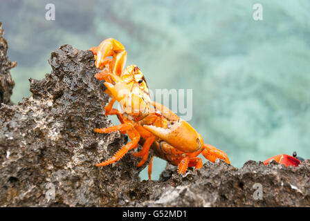 Cuba, Cienfuegos, Cienaga de Zapata, crab migration in Giron, Playa ...
