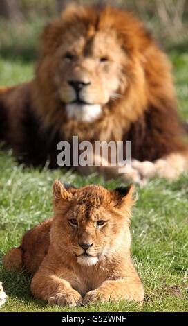 A six month old lion cub next to his mother in their enclosure at the ...