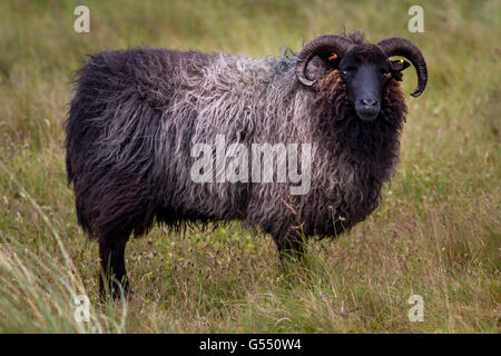 The Hebridean is breed small black sheep from Stock Photo - Alamy