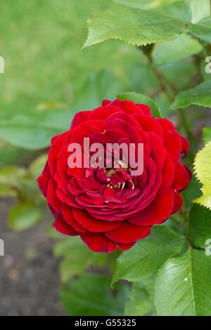 Red rose in bloom in a bush seen up close Stock Photo - Alamy