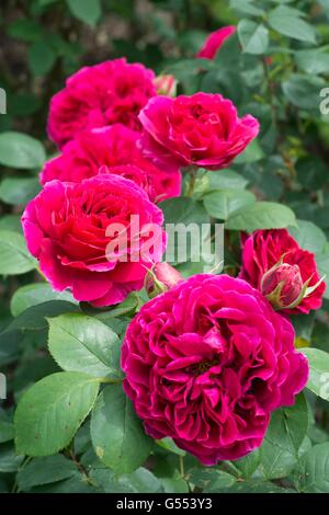 HEATHCLIFF, English Rose - bred by David Austin, Shrub Rose Stock Photo ...