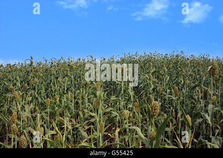 Jowar crop ; India Stock Photo - Alamy