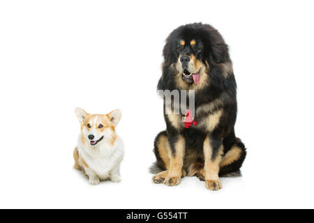Corgi and mastiff dogs Stock Photo - Alamy