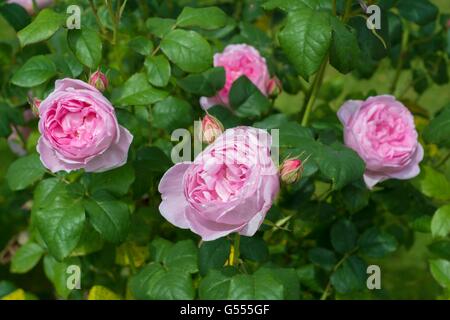 Rosa Scepter'd Isle, David Austin English Rose Stock Photo - Alamy