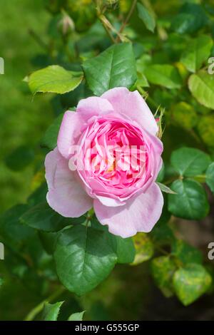 Rosa Scepter'd Isle, David Austin English Rose Stock Photo - Alamy
