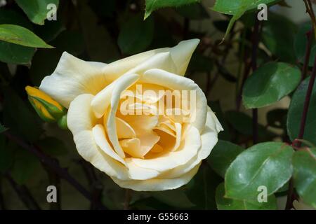 Rosa. Lady Hillingdon Climbing Rose. Tea Rose Stock Photo - Alamy