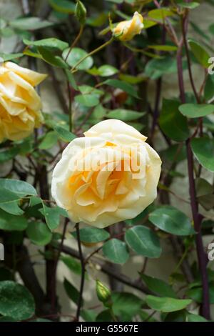 Rosa. Lady Hillingdon Climbing Rose. Tea Rose Stock Photo - Alamy