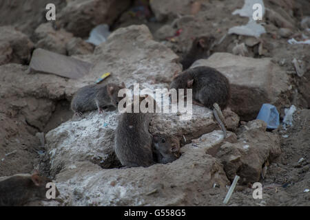 Lesse Bandicoot-rat (Bandicota bengalensis), Muridae, Jaipur, Rajasthan ...