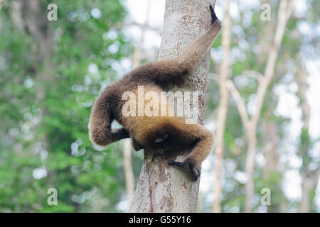 The Bornean white-bearded gibbon Hylobates albibarbis, Indonesia. An ...