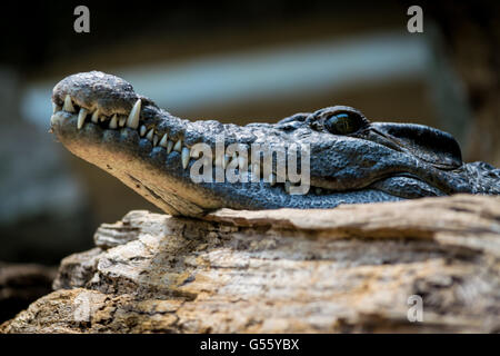 crocodile at the london zoo Stock Photo - Alamy