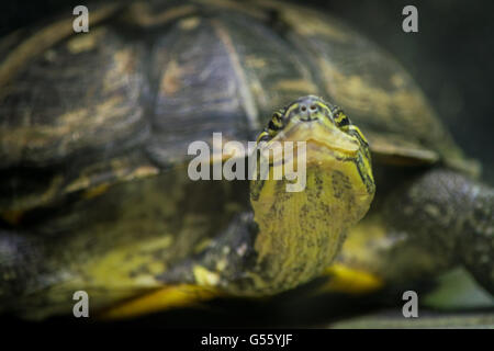 Turtle London Zoo Stock Photo - Alamy
