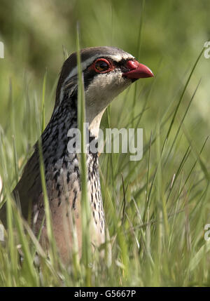 Red Legged Partridge Stock Photo - Alamy