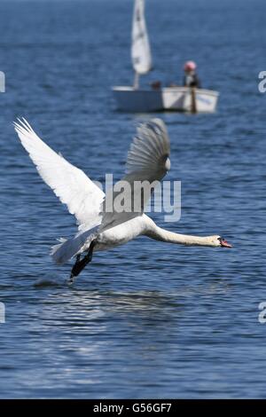 Photo of a swan flying over a lake Stock Photo - Alamy