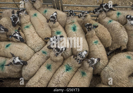 Domestic Sheep, Welsh Mule flocks, in pens at livestock market ...