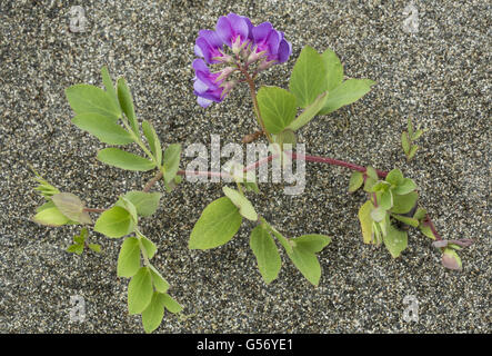 Sea Pea (Lathyrus japonicus) flowering, growing at coast, Newfoundland ...