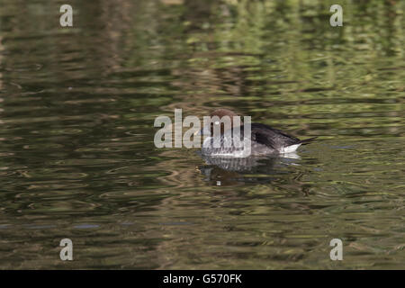 Female Common Goldeneye, A captive pinioned bird Stock Photo - Alamy