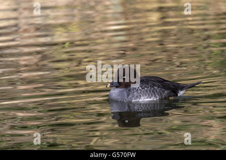 Female Common Goldeneye, A captive pinioned bird Stock Photo - Alamy