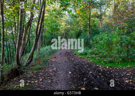 A muddy footpath leading through a small forest Stock Photo - Alamy