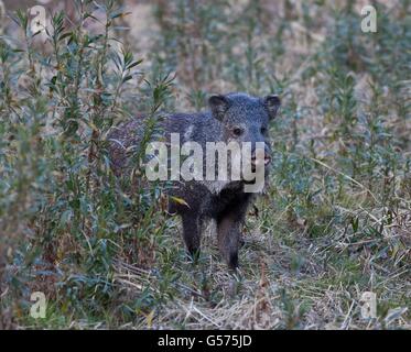 Wild boar (feral hog) near Albany Texas Stock Photo - Alamy