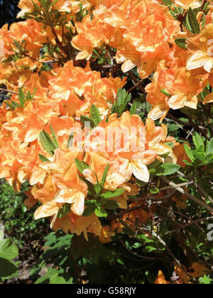 Rhododendron 'Golden Lights' - Azalea shrub with yellow-orange blossoms ...