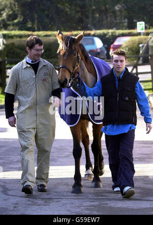 Xena, a 7 year old pregnant horse who was suffering from a serious ...