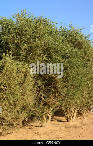 Jojoba trees in a plantation Stock Photo - Alamy