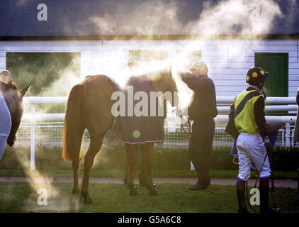 Horse's sweat heavily after taking part in the Ripon Selling Handicap ...