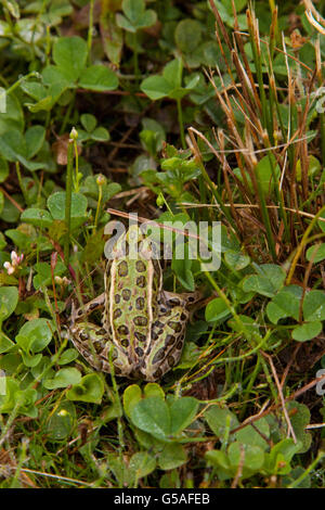Leopard frog in grass Stock Photo - Alamy