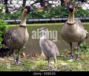 The Hawaiian goose, also known as the nene, was once abundant on the ...