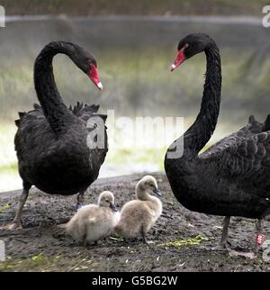 The Hawaiian goose, also known as the nene, was once abundant on the ...
