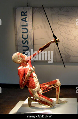 A model showing inner workings of the human body, part of Bodies ...
