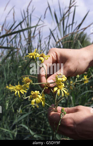A rare Fen Ragwort plant - of which there was thought to be just one in ...