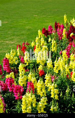 in the spring colors oman flowers and garden Stock Photo - Alamy