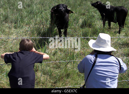 Water Buffalo grazing at Chippenham Fen National Nature Reserve ...