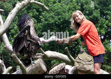 Foster the Vulture with his handler Jo Lobb in the aviary at Banham Zoo ...