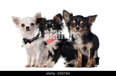 three chihuahuas in front of white background Stock Photo - Alamy