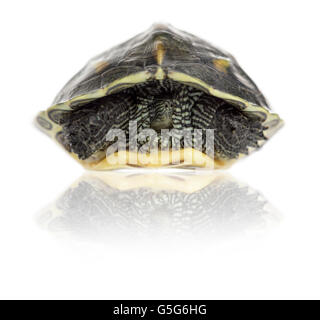 Chinese stripe-necked turtle (1 year old), Ocadia sinensis, hiding in ...