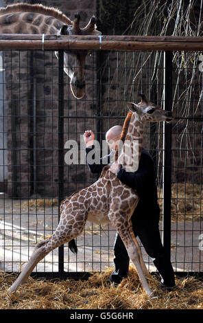 Zoo keepers carry out a health check on a 10-day-old Rothschild Giraffe ...