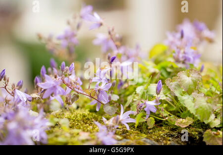 Campanula poscharskyana, trailing bellflower Stock Photo - Alamy
