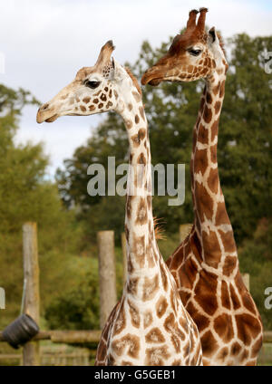 Super-tall trailer carries giraffes Stock Photo - Alamy