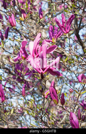 Girl hybrid magnolia Susan Stock Photo - Alamy