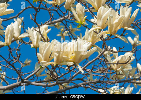 Ivory Chalice magnolia flowers (Magnolia Ivory Chalice). Hybrid between ...