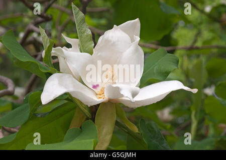 Ashe magnolia flower (Magnolia macrophylla ashei). Another scientific ...