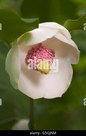 Colossus Oyama magnolia flower Stock Photo - Alamy